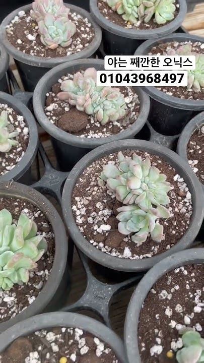 오닉스철화 곰도리다육 다육식물 다육이 다육식물키우기 양평군 다육이키우기 Succulent 양평가볼만한곳 Plant