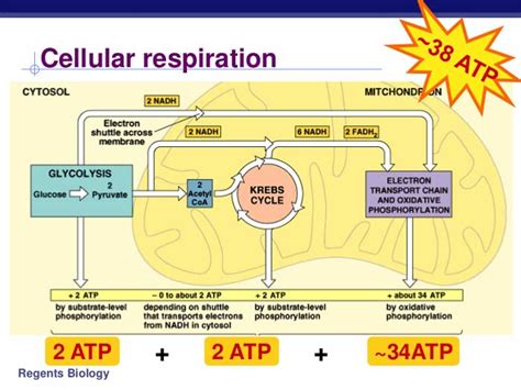 The Diagram Shown Represents Stages Of A Cellular Process Th