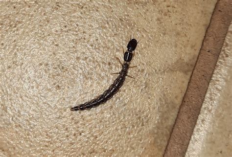 Raphidiid Snakeflies From Nordstraße 9 On August 03 2022 At 0535 Am