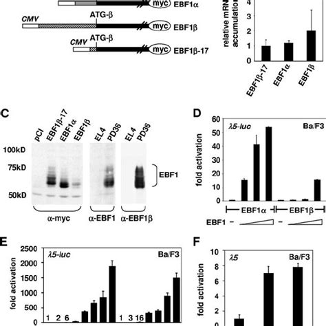 Activation Of The Ebf1 ␣ Promoter By Stat5 Ebf1 And E47 A