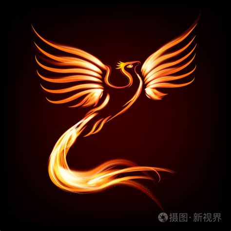 凤凰鸟图片 凤凰鸟真实照片 随意云