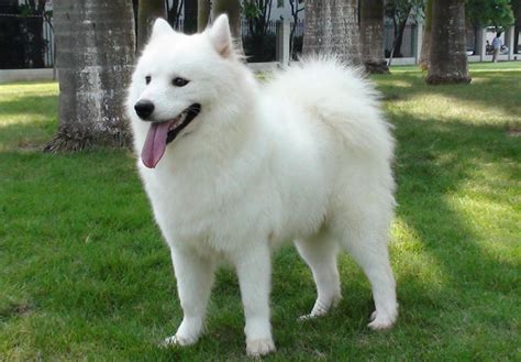 广东地区萨摩耶犬价格揭秘：1200元到8800元不等，谨防受骗宠界新闻