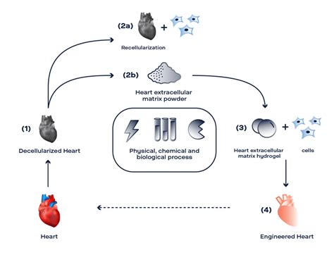 How Are Ecm Hydrogels Obtained From Organ Decellularization