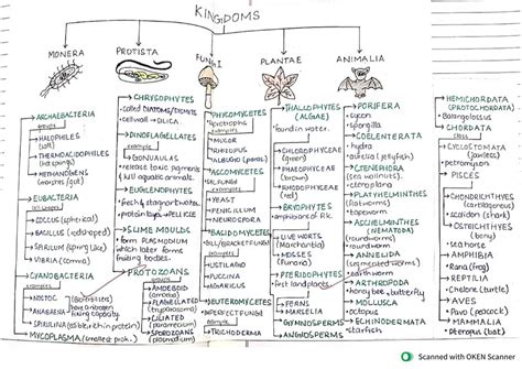 The 5 Kingdoms Mindmap Biology Stuvia Us