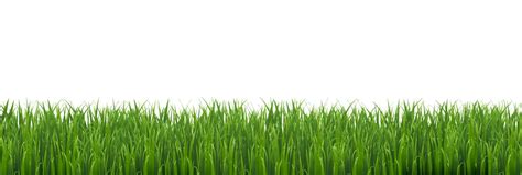 Green Grass Border And Isolated White Background Vector Image