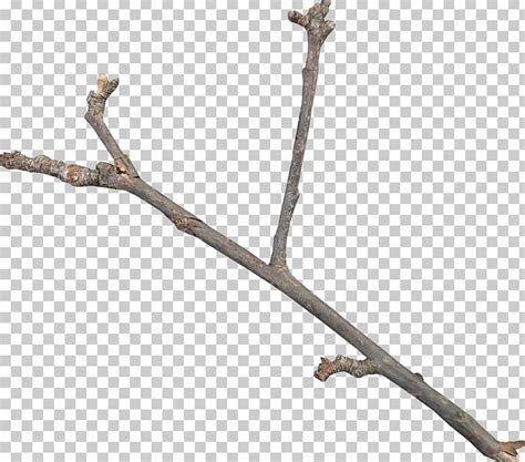 Clipart Twig Snapping