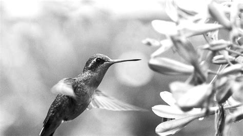 Tiere Und Pflanzen So Wild Kann Blümchensex Sein Die Zeit