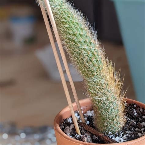 Sedum Versadense Korean Succulent Succulent Plant Etsy