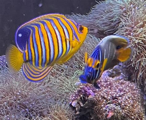 Blueface Angel Reef2reef