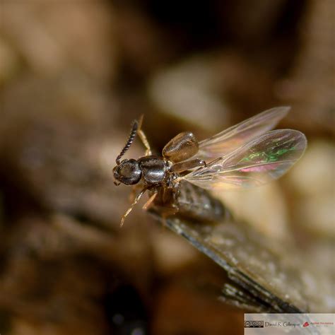 Dalotia Coriaria Taking Flight Dalotia Coriaria Is An Extr Flickr