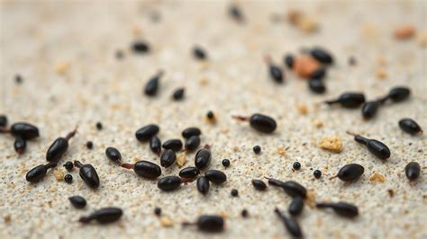 What Cockroach Droppings Look Like And How To Identify Them Cockroach