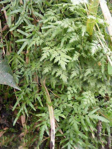 海金沙草药图片 猪耳朵草图片大全 伤感说说吧