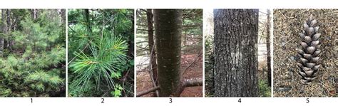 Conifer Tree Types