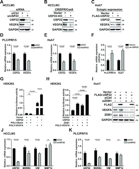 Usp22 Increases Zeb1 Induced Vegfa Transcription In Hcc Cells A C The