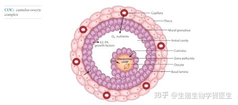 突破试管婴儿成功率：卵子不成熟的实验室与非实验室因素汇总（一） 知乎