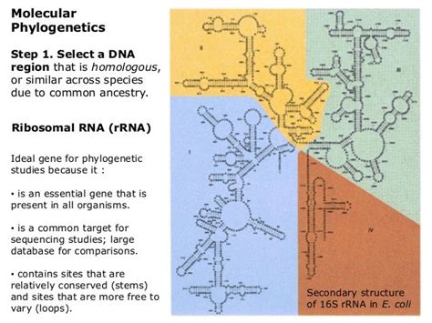 16s Ribosomal Dna Sequence Analysis