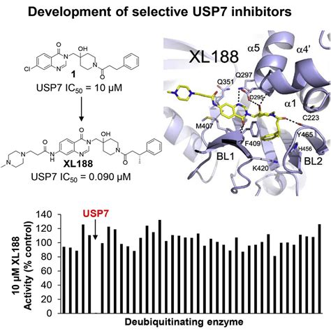 Structure Guided Development Of A Potent And Selective Non Covalent