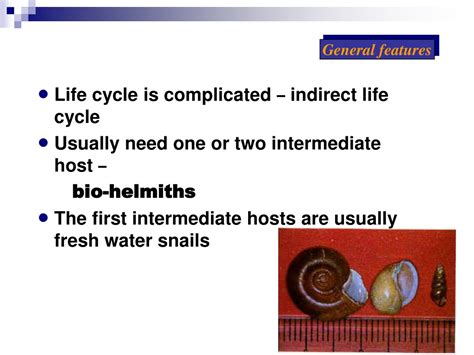 Ppt Trematodes Medical Significance A Comprehensive Overview