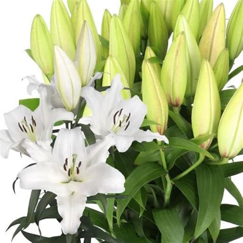 Lily Oriental Oracle 95cm Wholesale Dutch Flowers And Florist Supplies Uk