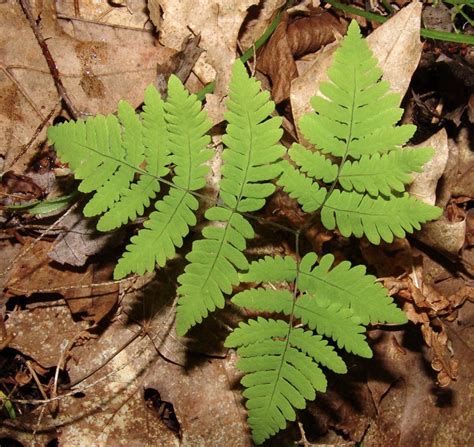 A Guide To Ferns Of The Pacific Northwest Intocascadia