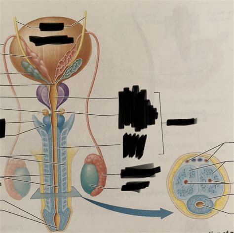 Male Duct System Diagram Quizlet