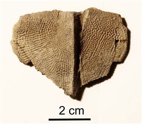 Placoderms Antiarchi Landscapes Of Orkney