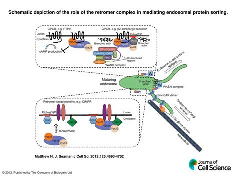 Schematic Depiction Of The Role Of The Retromer Complex In Mediating