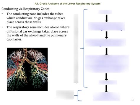 Conducting Vs Respiratory Zones Diagram Quizlet