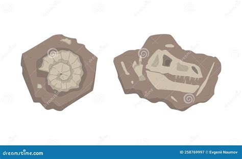 Fossils Of Dinosaurs Skeleton And Snails Shells Set Sections With