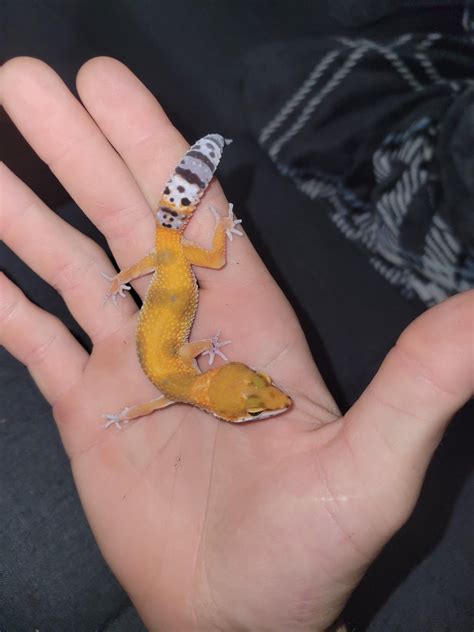 Morph I D Looks Like A Mediterranean Tangerine To Me R Leopardgeckos