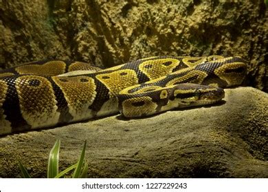Ball Python Royal Python Python Regius Stock Photo 1227229243
