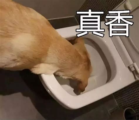 “别去劝一只执意要吃屎的狗”狗狗