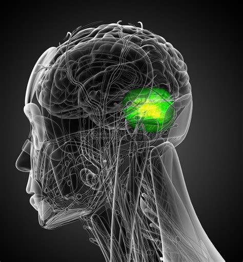 3d Rendem A Ilustração Médica Do Encéfalo Do Cérebro Humano Ilustração