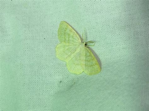 Photo 107157 Cabera Exanthemata