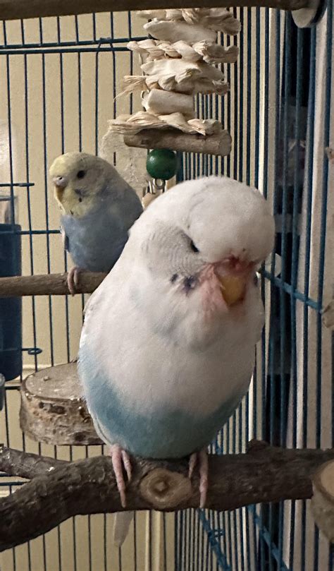 Strawberry Killer Strikes Again Rbudgies