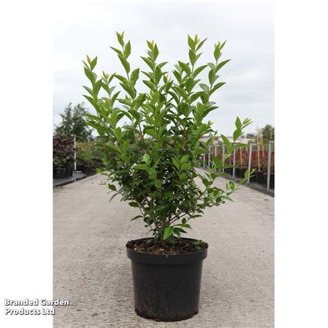 Ligustrum Ovalifolium Hedging