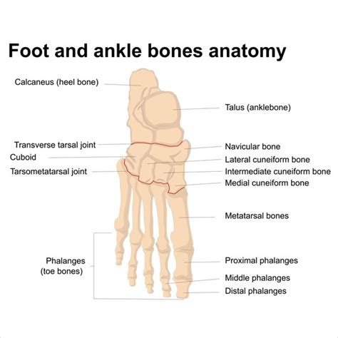 Foot Bone Anatomy Vectors And Illustrations For Free Download