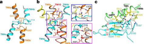 Tm4 And Tm9 Of Pin1 Form A Crossover Structure A An Overview Of The