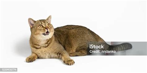성인 회색 스코틀랜드 스트레이트 친칠라 고양이는 흰색 배경에 거짓말 0명에 대한 스톡 사진 및 기타 이미지 0명 가축 고양이 새끼 Istock