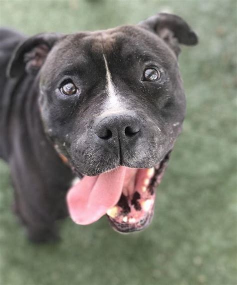Odie Angel City Pit Bulls Los Angeles Dog Rescue