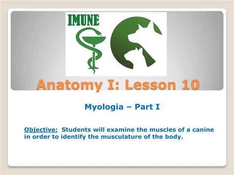 Pdf Anatomy I Lesson 10 Imune · Anatomy I Lesson 10 Element Of Pectoral Girdle Origin