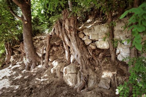 Tree Roots Vincent Van Gogh