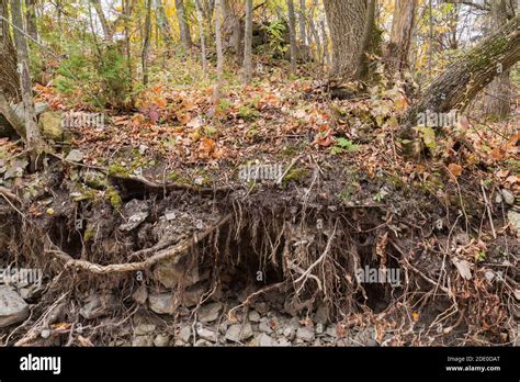 Exposed Tree Roots Caused By Soil Erosion On The Edge Of A River Shoreline Stock Photo Alamy