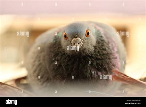 Pigeon Hatching Eggs Stock Photo Alamy