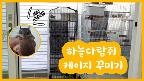 하늘다람쥐 케이지 꾸미기 Youtube