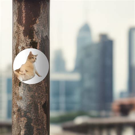 Cat Thinking Meme Png Thinking Cat Meme Funny Cat Meme Svg Chubby Cat Meme Fat Cat Meme Png