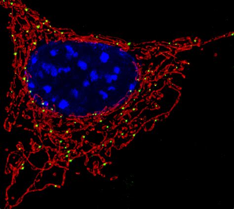 Lymphocytes Release Dna Webs In Response To Microbial Components