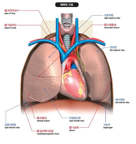 몸통 기관 해부학