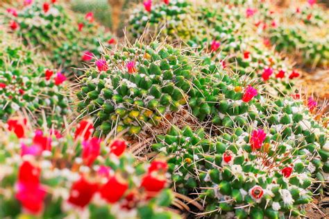 자연에서 선인장과 Succulent 식물 아름다움 꽃사막 조 경에서 녹색 무성 한 단풍 정원 핑크 전북 꽃과 선인장 0명에 대한