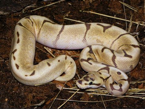 Morph List World Of Ball Pythons